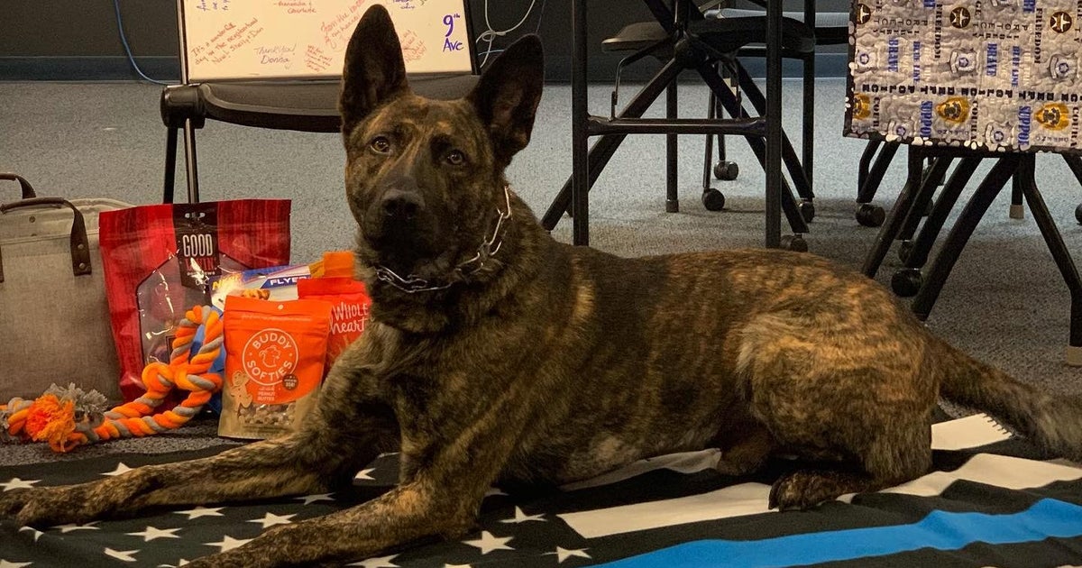 Sacramento Police Department K-9 Returns To Duty After Being Stabbed ...