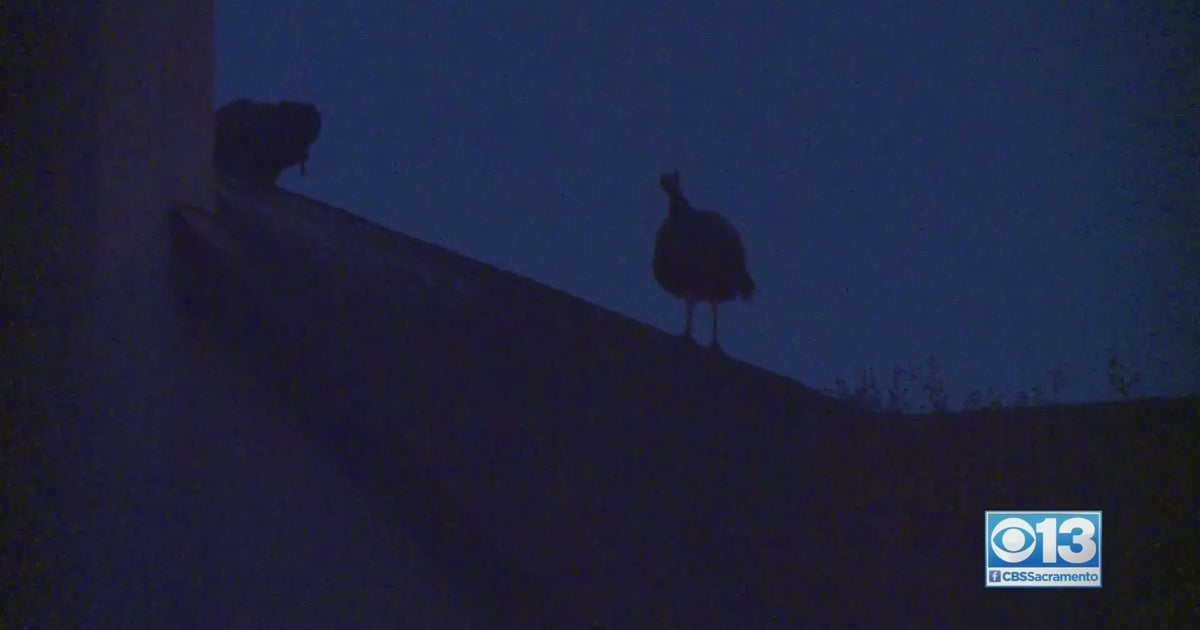 Tracy City Council Neighborhood Agree To Relocate Nuisance Peacocks Cbs Sacramento