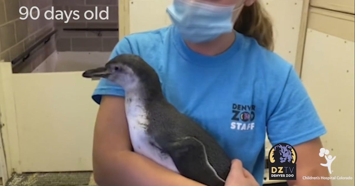 Cindy The Humboldt Penguin Is Growing Up At The Denver Zoo - CBS Colorado