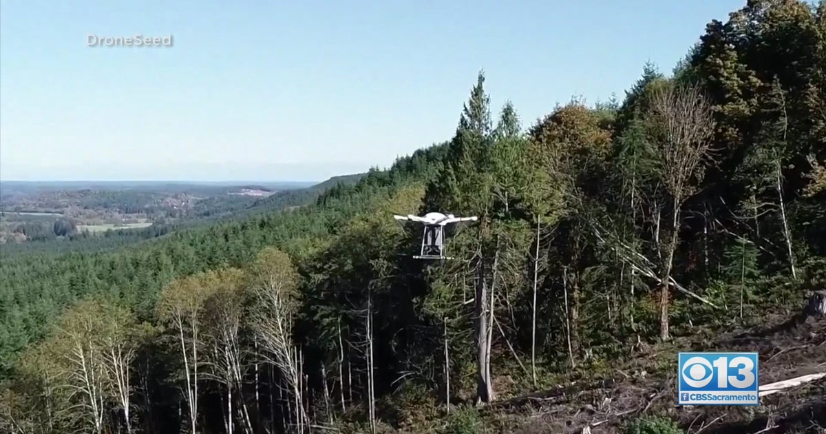Drones Part Of U.S. Forest Service's New Reforestation Mission - CBS ...