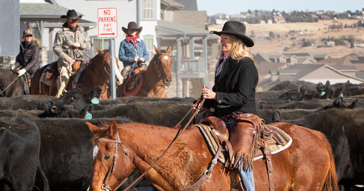 Traditional Cattle Drive Moves Through Neighborhood In Douglas County