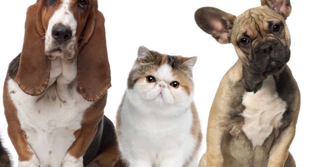 Most Popular Dog And Cat Names Of 2021: Is Your Pet's Name On The List ...