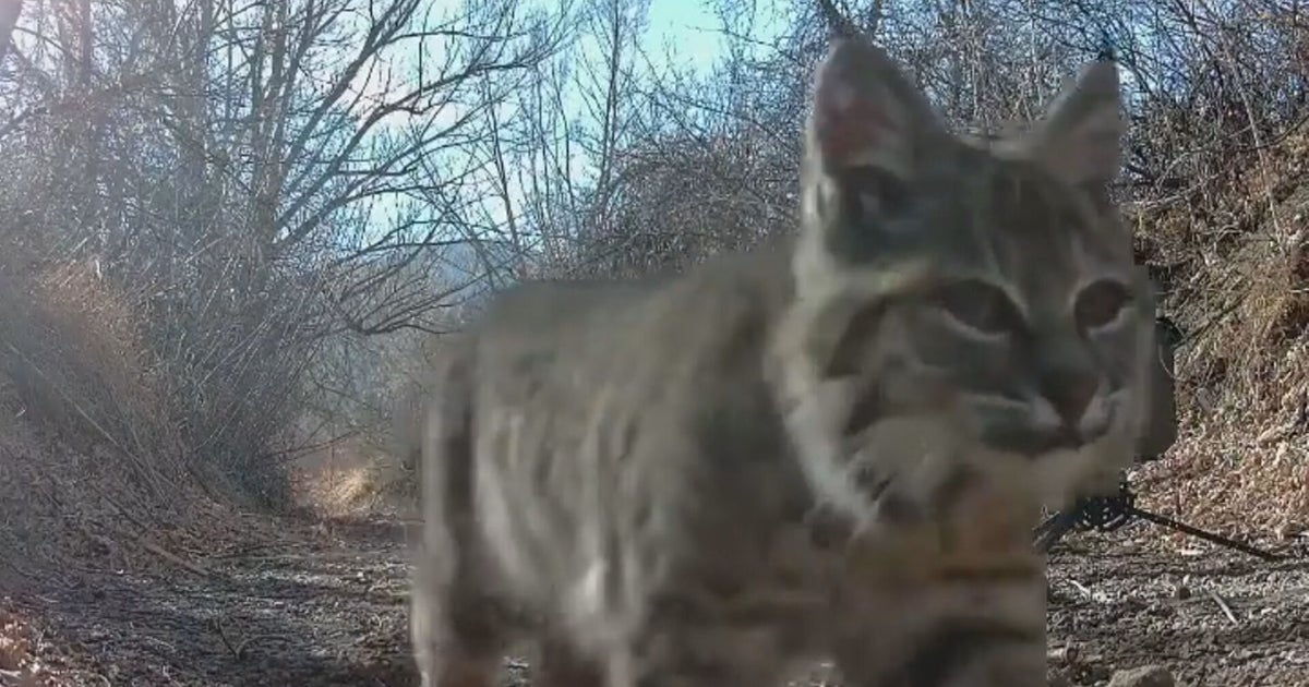 VIDEO: Colorado Bobcat Hunts For Next Meal - CBS Colorado