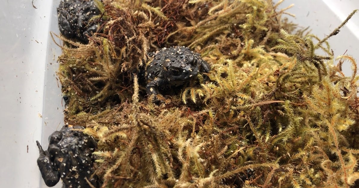 Denver Zoo And Colorado Parks And Wildlife Team Up To Save Endangered ...