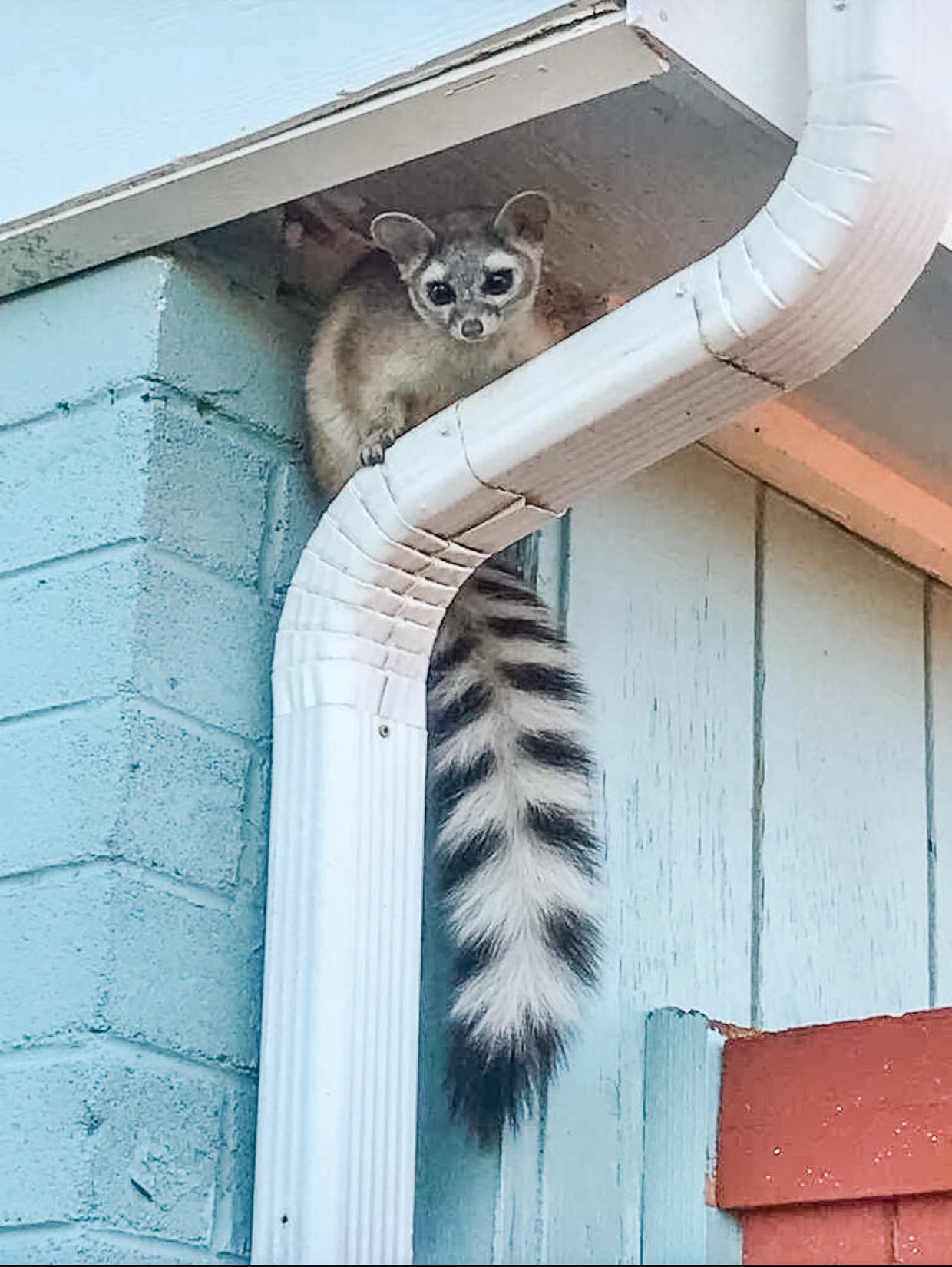 Rare And Elusive Ringtail Spotted In Englewood Neighborhood - CBS Colorado