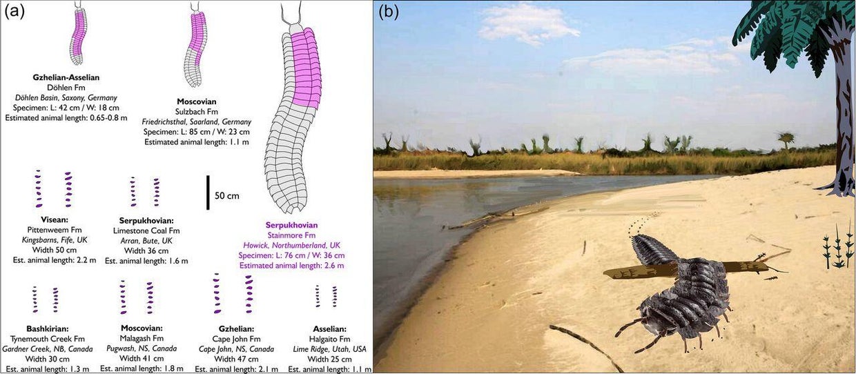 Scientists confirm the biggest bug to ever exist — an ancient millipede ...
