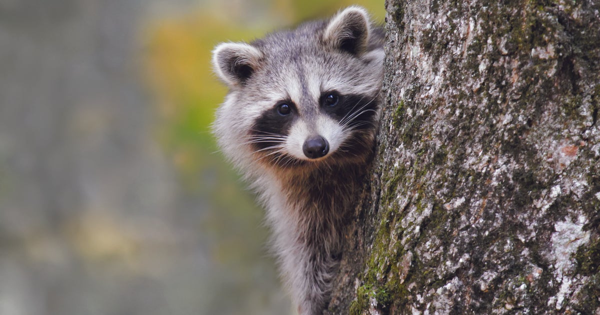 USDA dropping rabies vaccines from sky in 13 states for wildlife - CBS ...