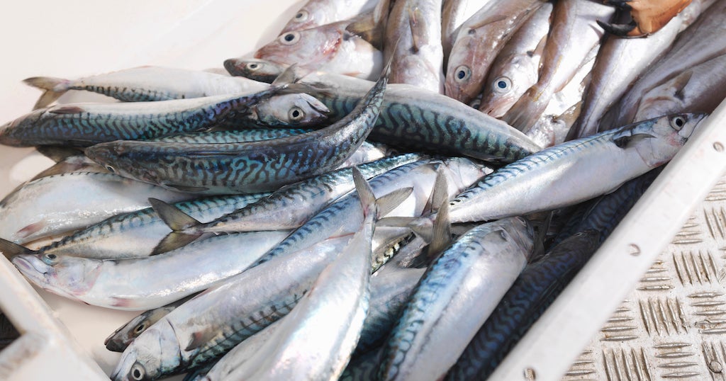 Federal Government Spends $25 Million On East Coast Fish For Nutrition ...