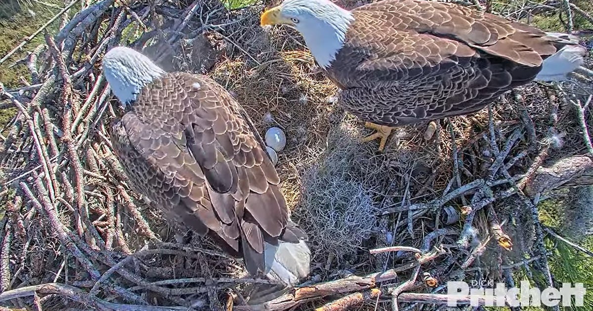 Hatching Process Begins For Pair Of American Bald Eagle Eggs In SW ...