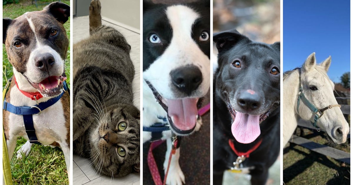 5 Local Shelter Animals Still Seeking Forever Families After Months ...