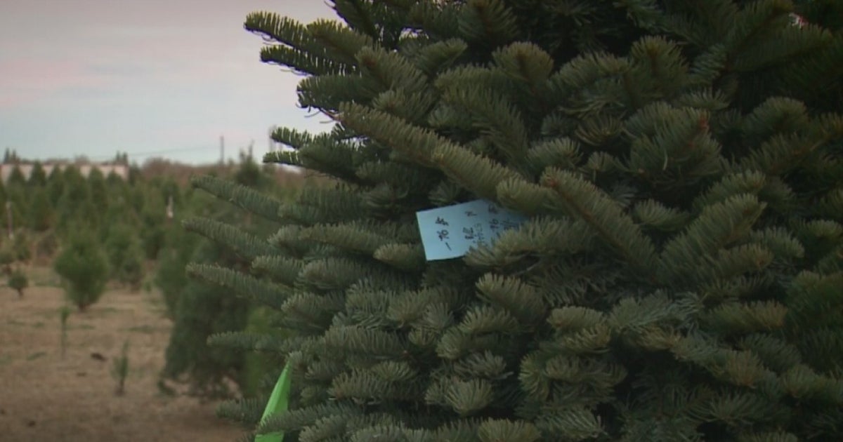 SMUD Partners With Cub Scouts To Recycle Christmas Trees - Good Day ...