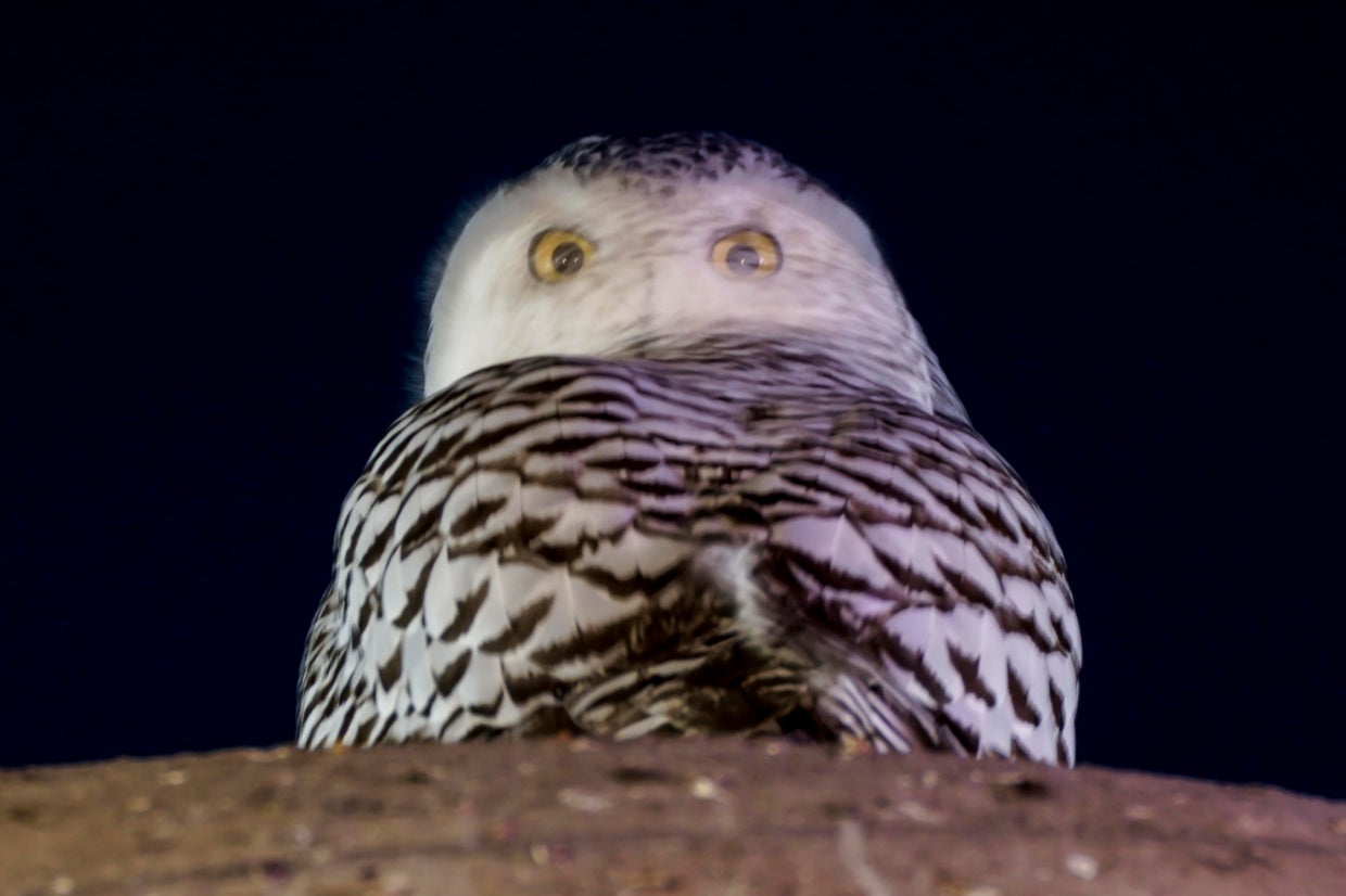 Stunning images capture rare snowy owl touring iconic buildings in ...