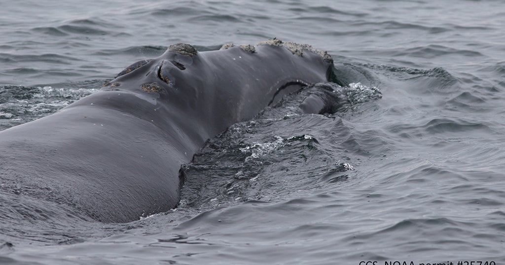 Researchers Spot First Right Whale Of The Season In Cape Cod Bay - CBS ...