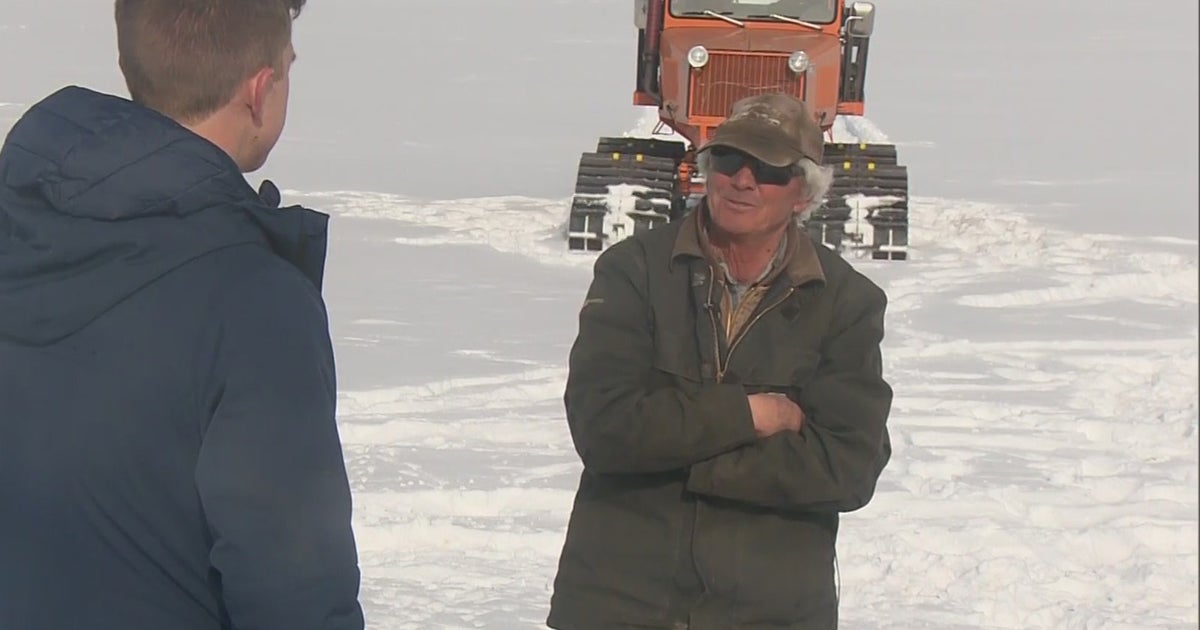 Wolves In Colorado: North Park Rancher Loses 2 Cows In 2 Days, Says His ...