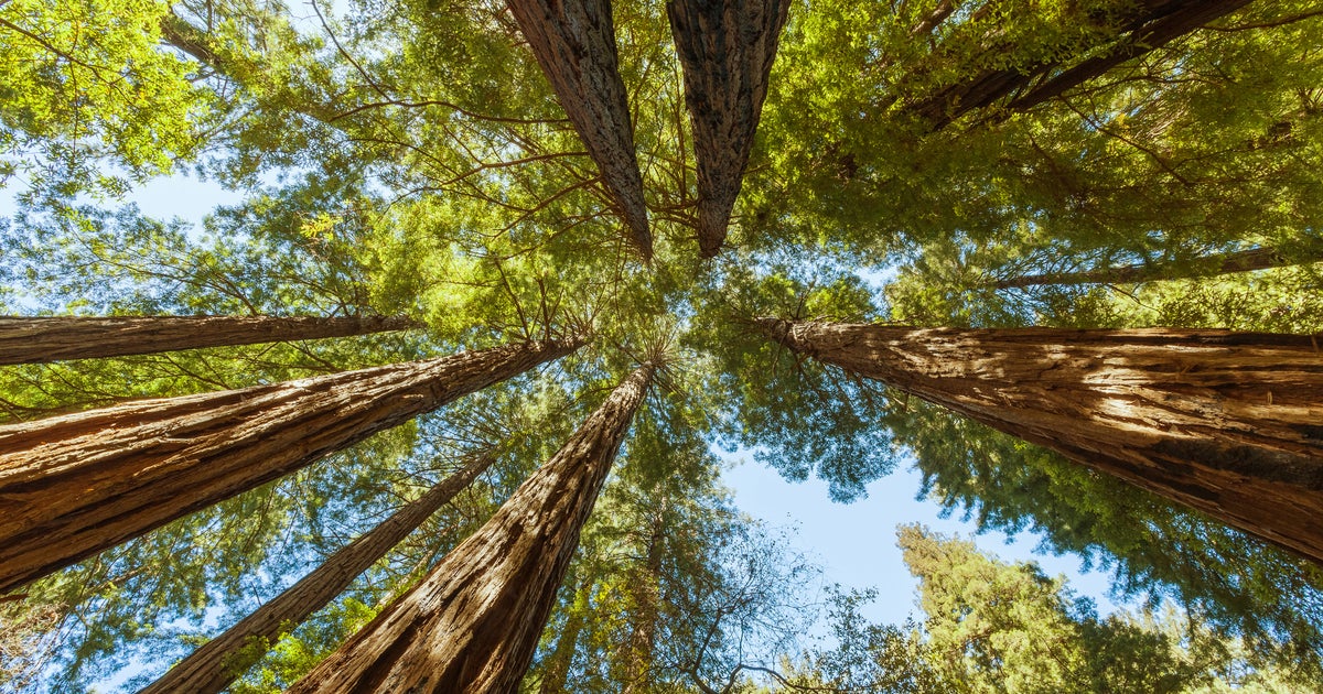California Redwood Forest On Lost Coast Returned To Native Tribal Group ...