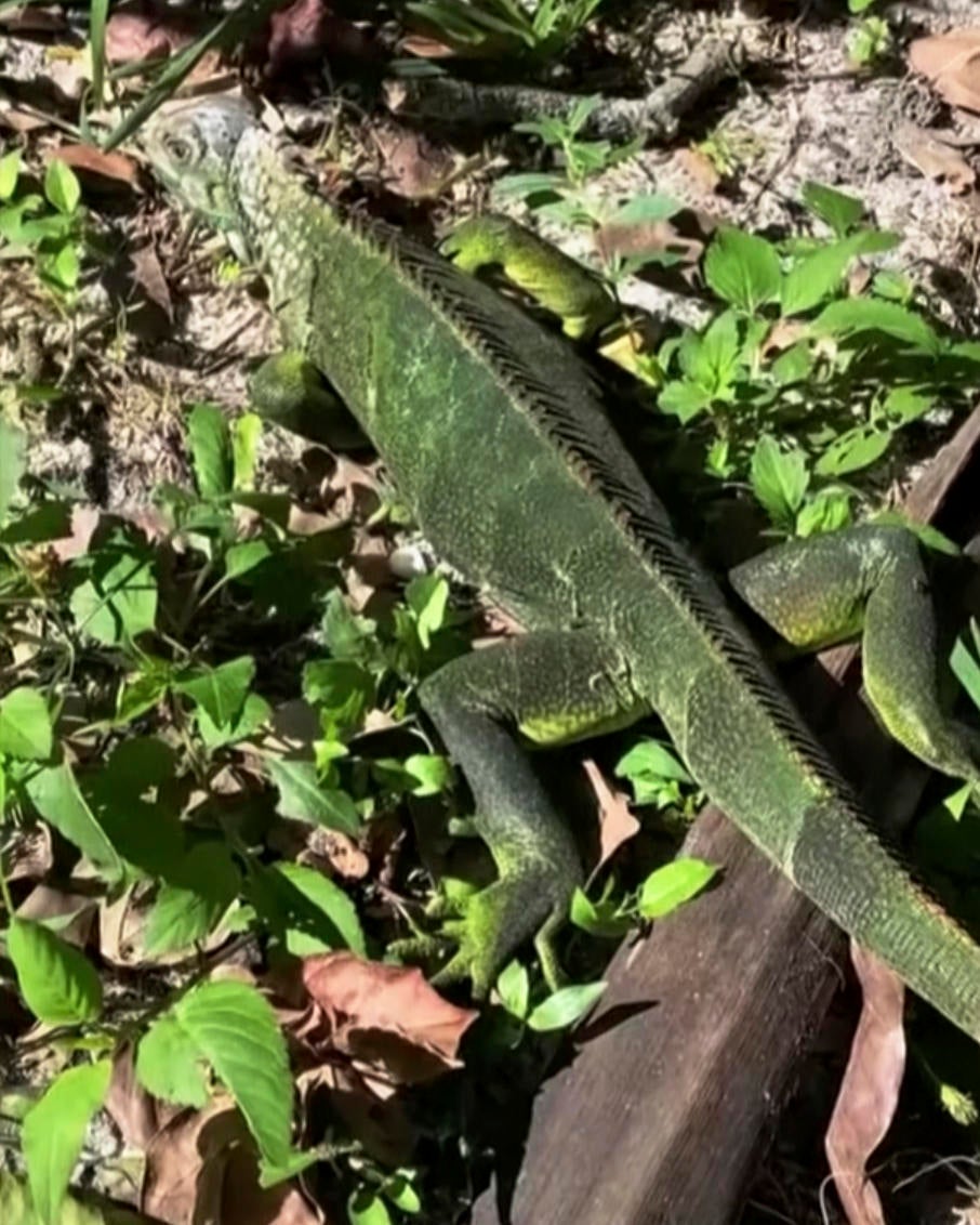 As temperatures fall across South Florida, so do frozen iguanas from ...