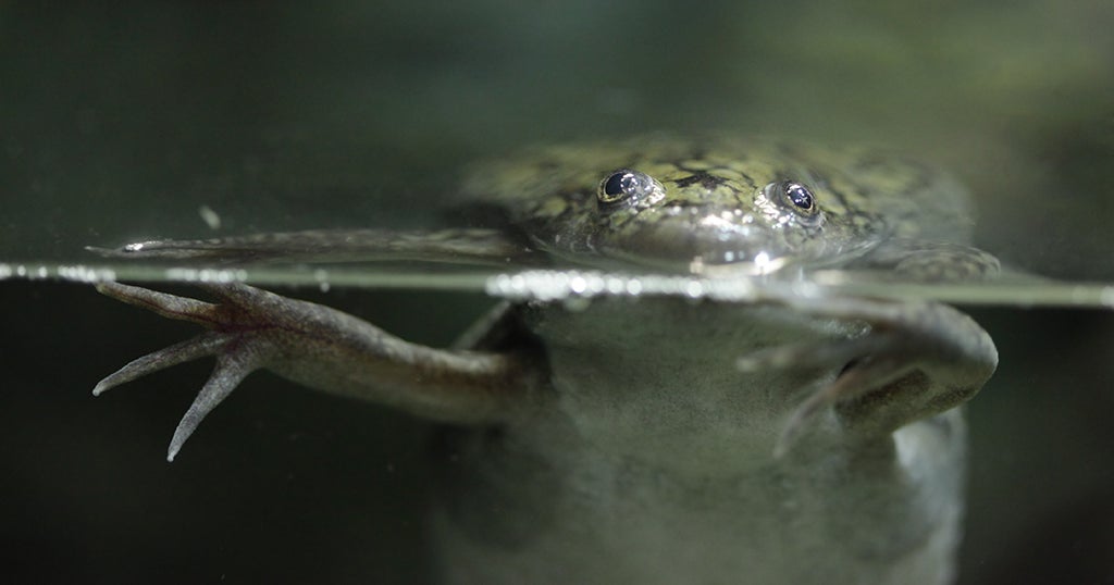 Local Researchers Able To Regrow Frog's Amputated Leg - CBS Boston
