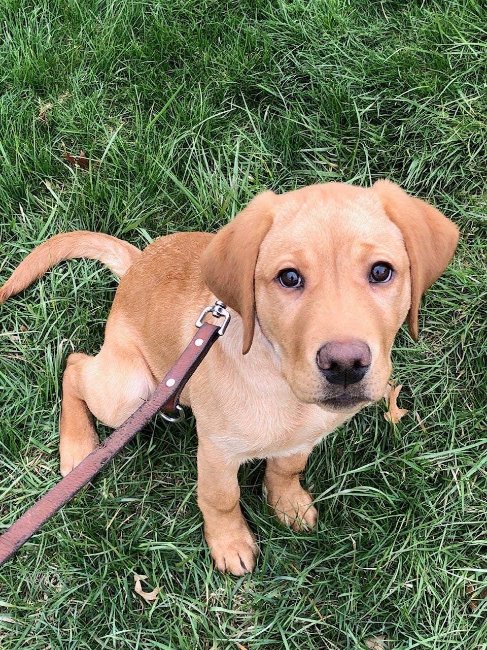 Michigan Matters: Man's best friend helping schools - CBS Detroit