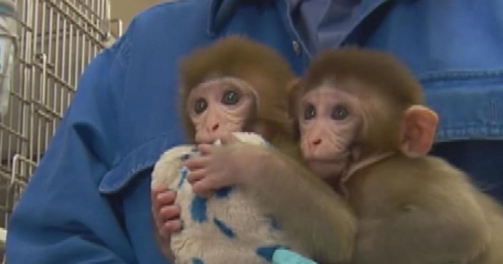 Controversy Grow Over UC Davis Monkey Brain Research Involving Elon ...