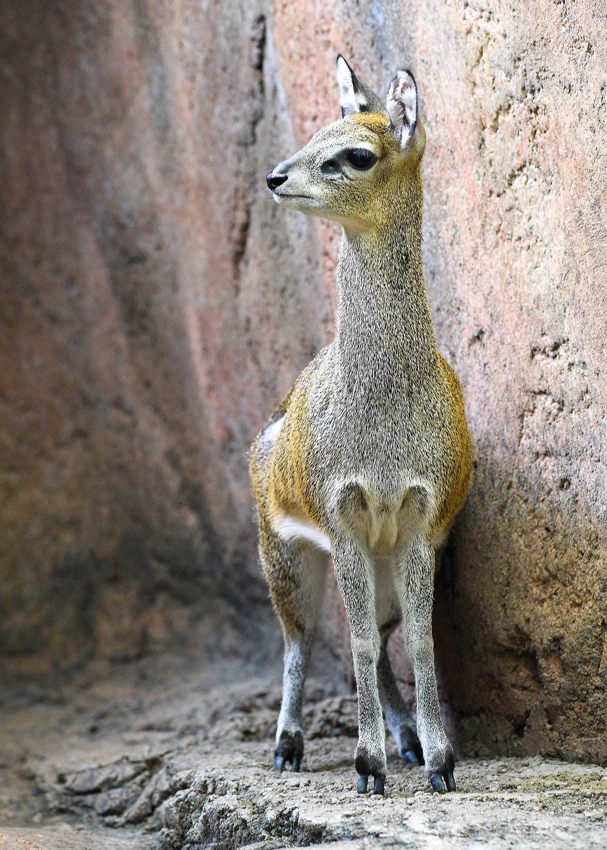 Female Klipspringer Moves From Lincoln Park Zoo To Brookfield Zoo For ...