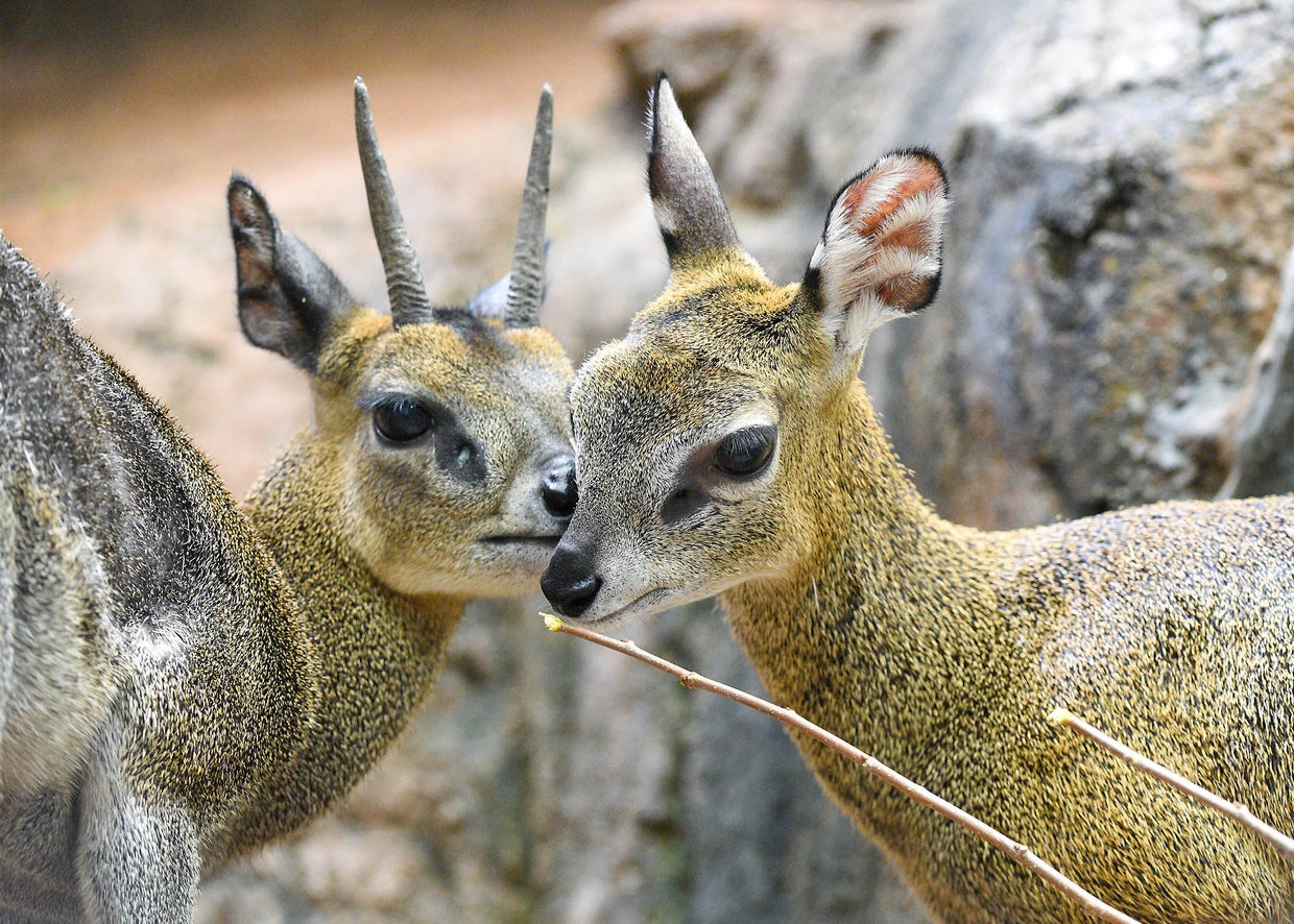 Female Klipspringer Moves From Lincoln Park Zoo To Brookfield Zoo For ...
