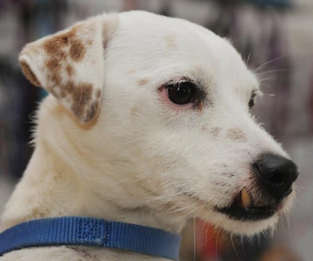 The most popular dog names, ranked