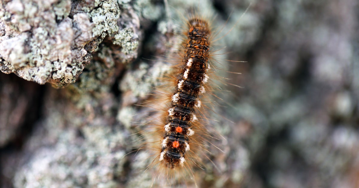 Rash-Causing Moth Spreading In Coastal Maine, Cape Cod Due To Warming ...