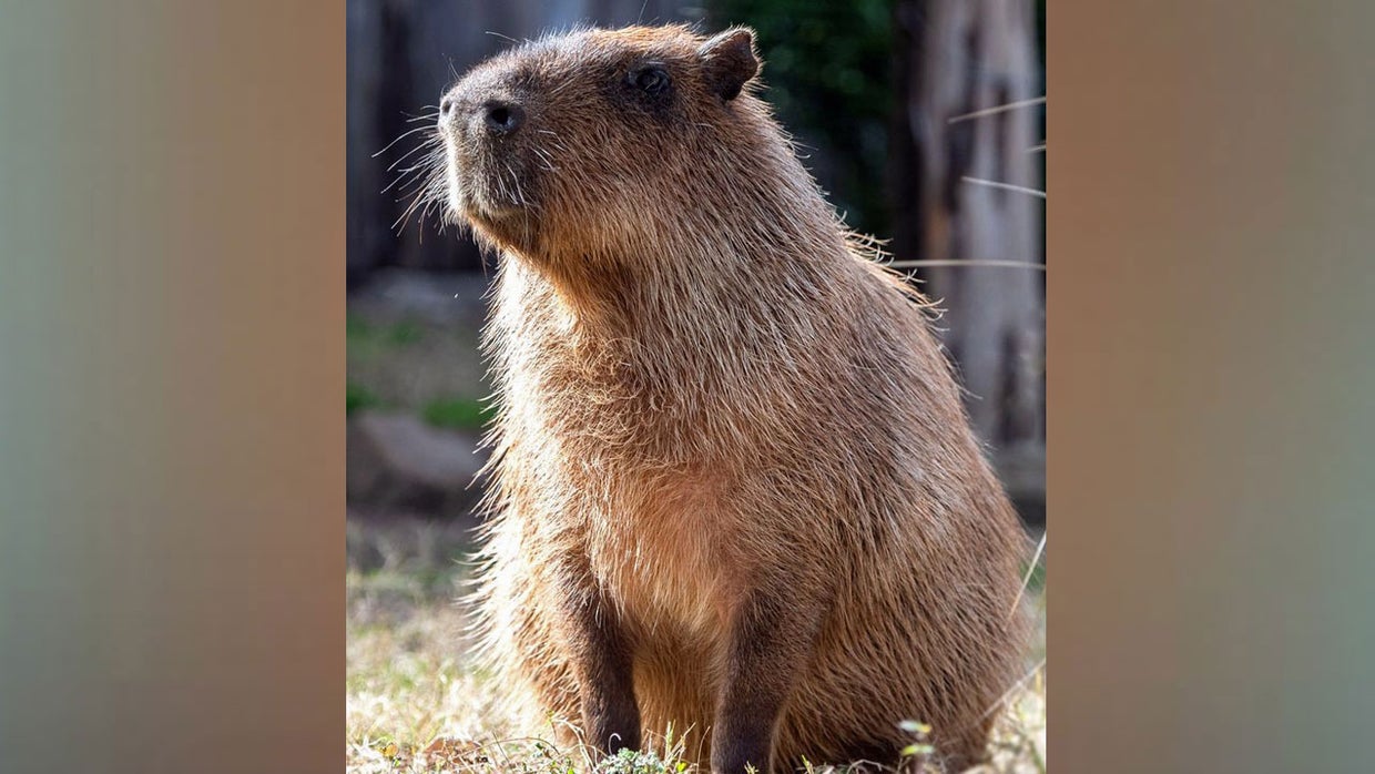 'Incredible Ambassador For Wildlife,' Dallas Zoo Mourns Loss Of ...