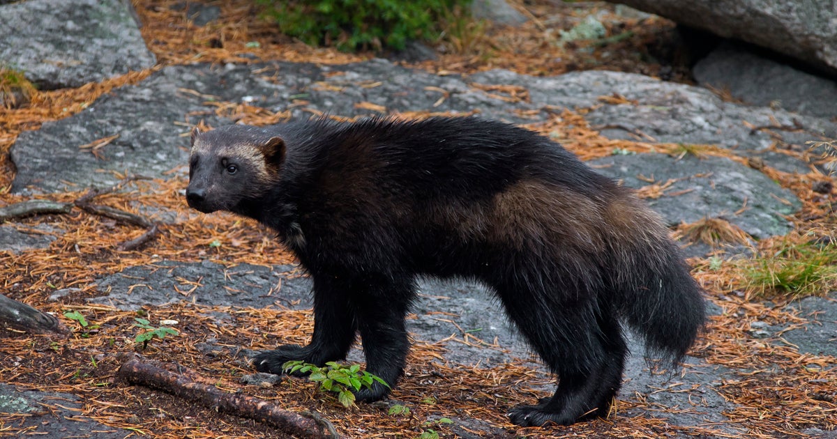 Colorado's First Gentleman Calls For Reintroducing Wolverines To High ...