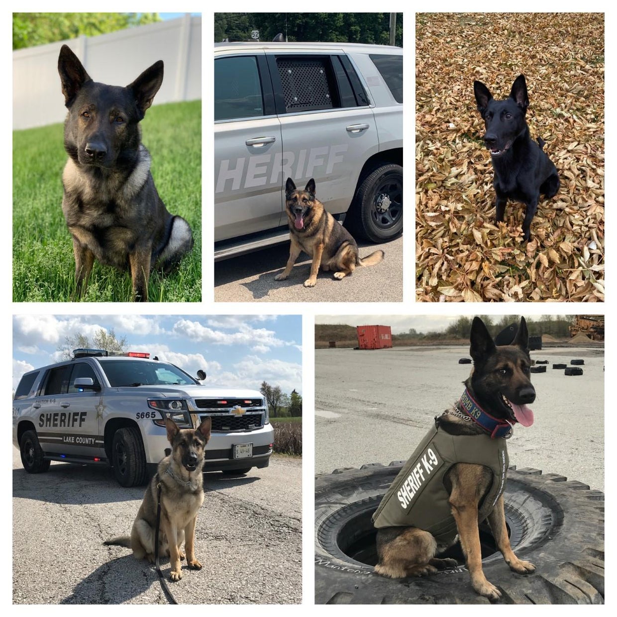 Lake County Sheriff asking kids to help name two dogs joining canine ...