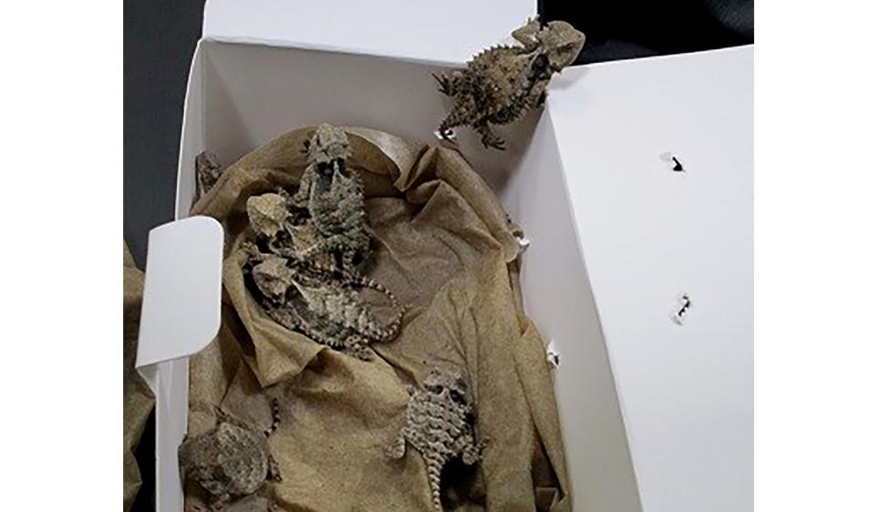 Man tried to sneak 52 reptiles into U.S. hidden in his clothes: U.S ...