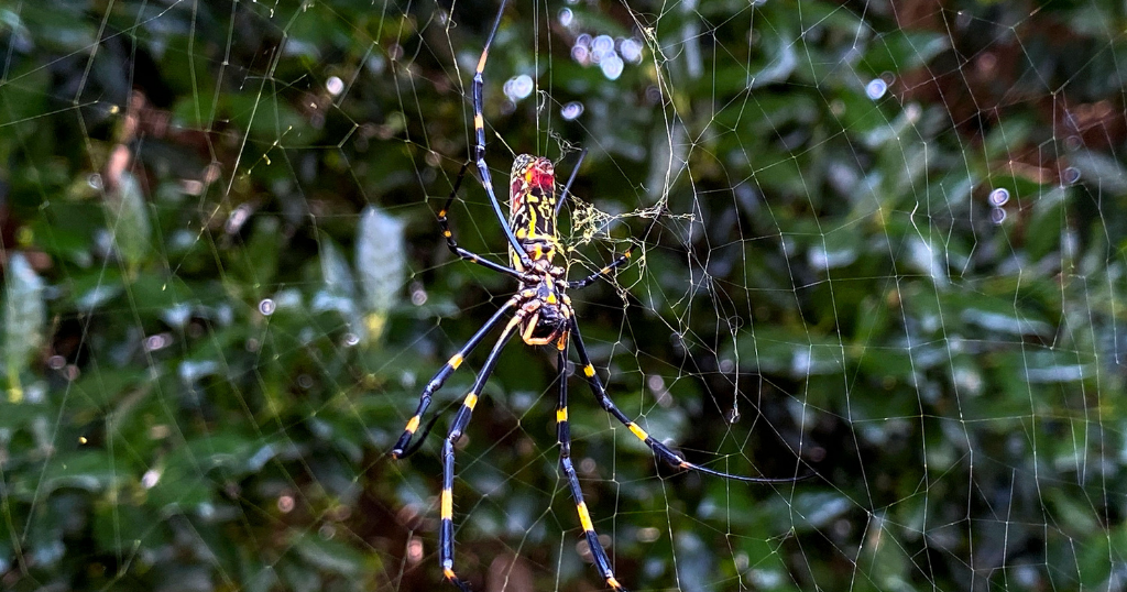 Giant Parachuting Spiders Could Invade Northeast, Experts Say - CBS ...