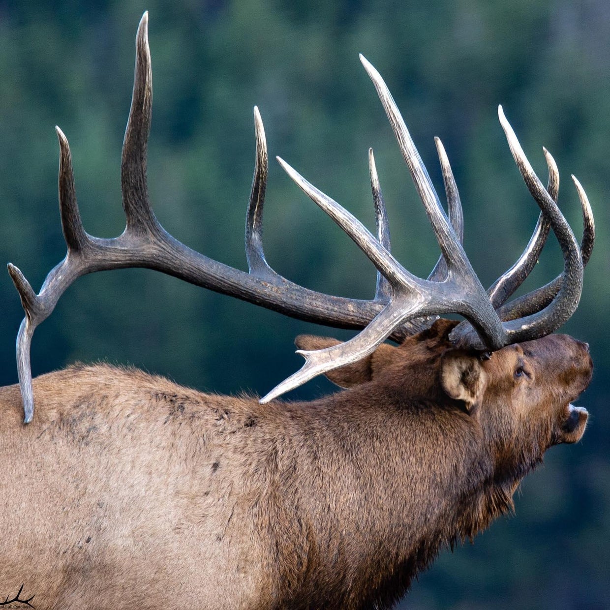 Iconic bull elk found dead in Rocky Mountain National Park: "He was ...