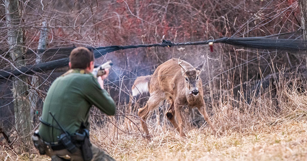 Game Warden's Quick Thinking Helps Free Deer Caught In Netting - CBS ...