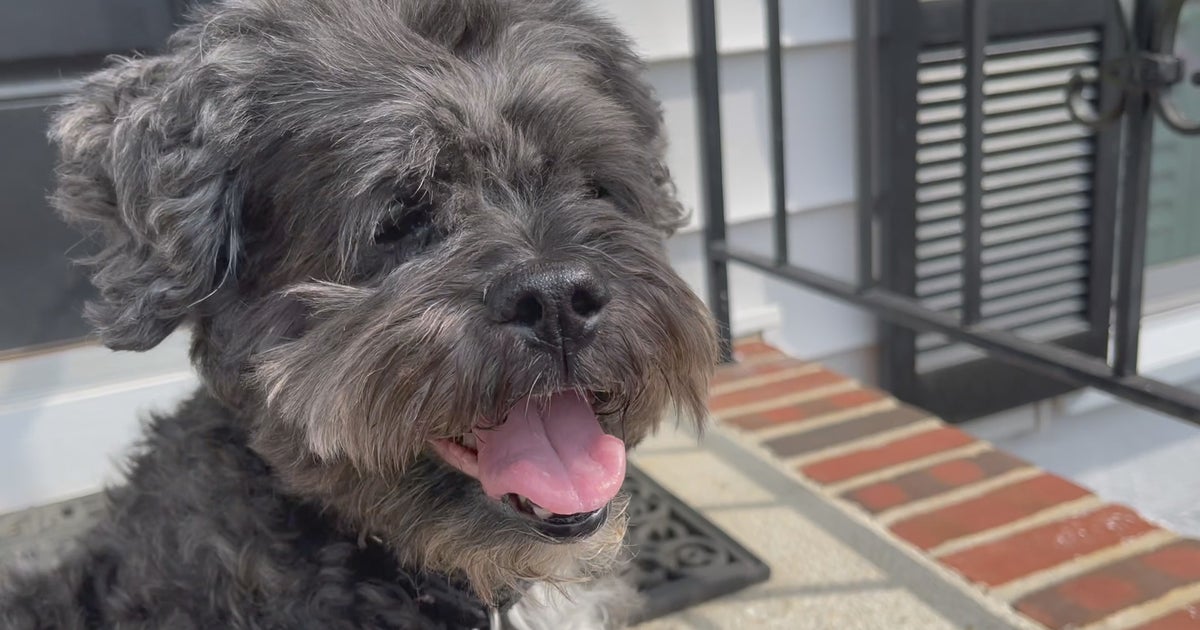 WJZ's Furever Friend: Mackee - CBS Baltimore