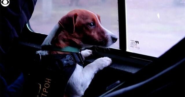 Sniffer dog helps Ukrainian army detect explosive devices left by ...