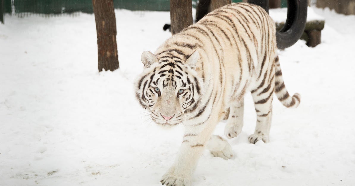 Ukrainian zoo considers euthanizing big animals like lions and tigers ...