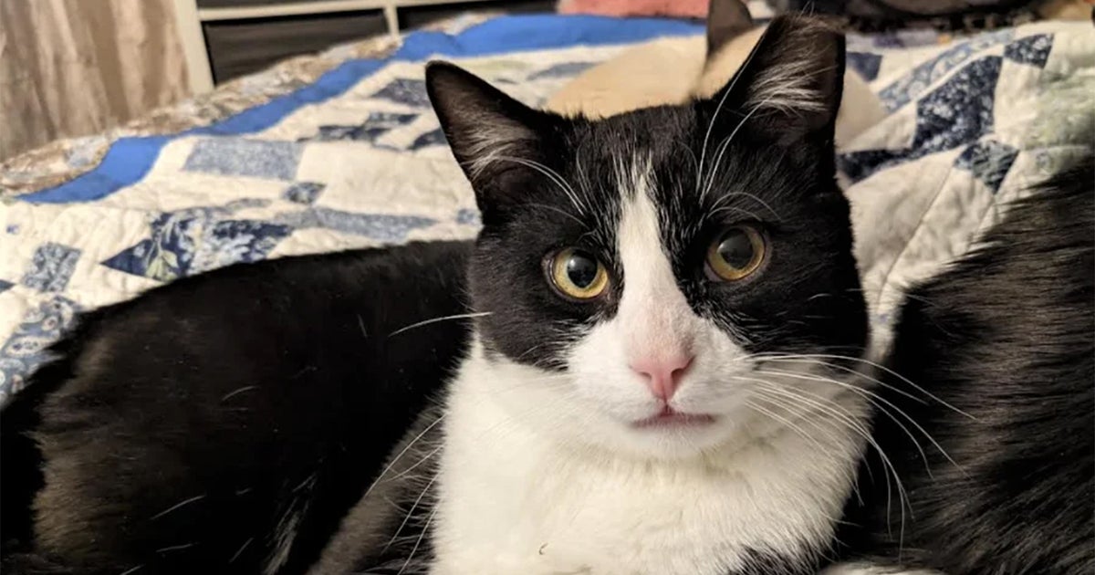 Coors Field Cat 'Junior' Ready To Cheer On The Rockies From His Adopted ...