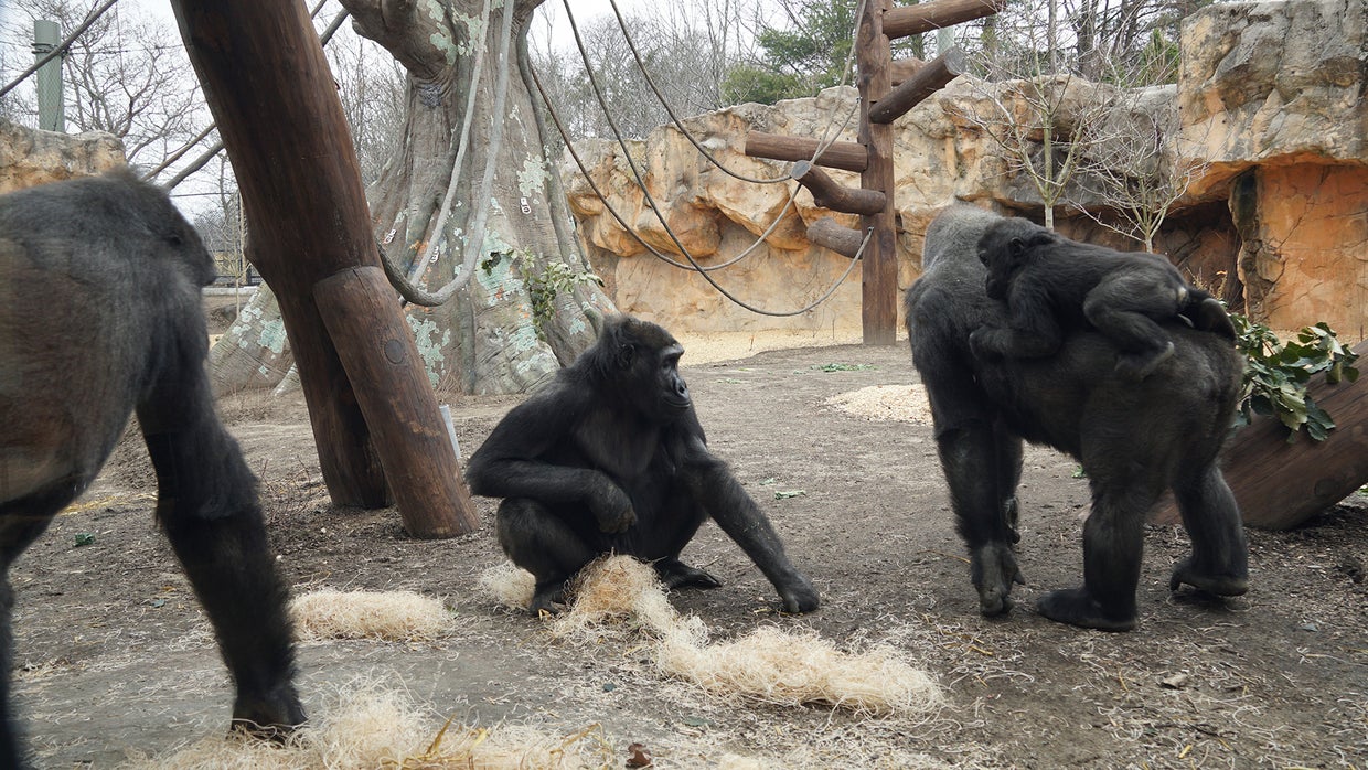 Franklin Park Zoo Opens $9.1M 'Gorilla Grove' Habitat - CBS Boston