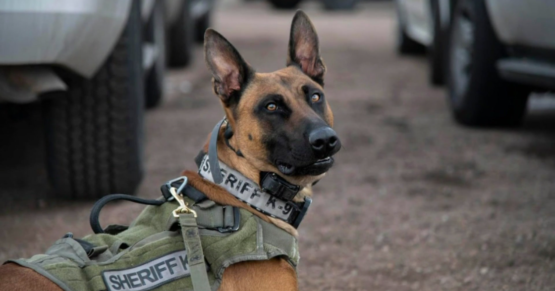 K9 Officer Jinx Shot, Killed In Manitou Springs - CBS Colorado
