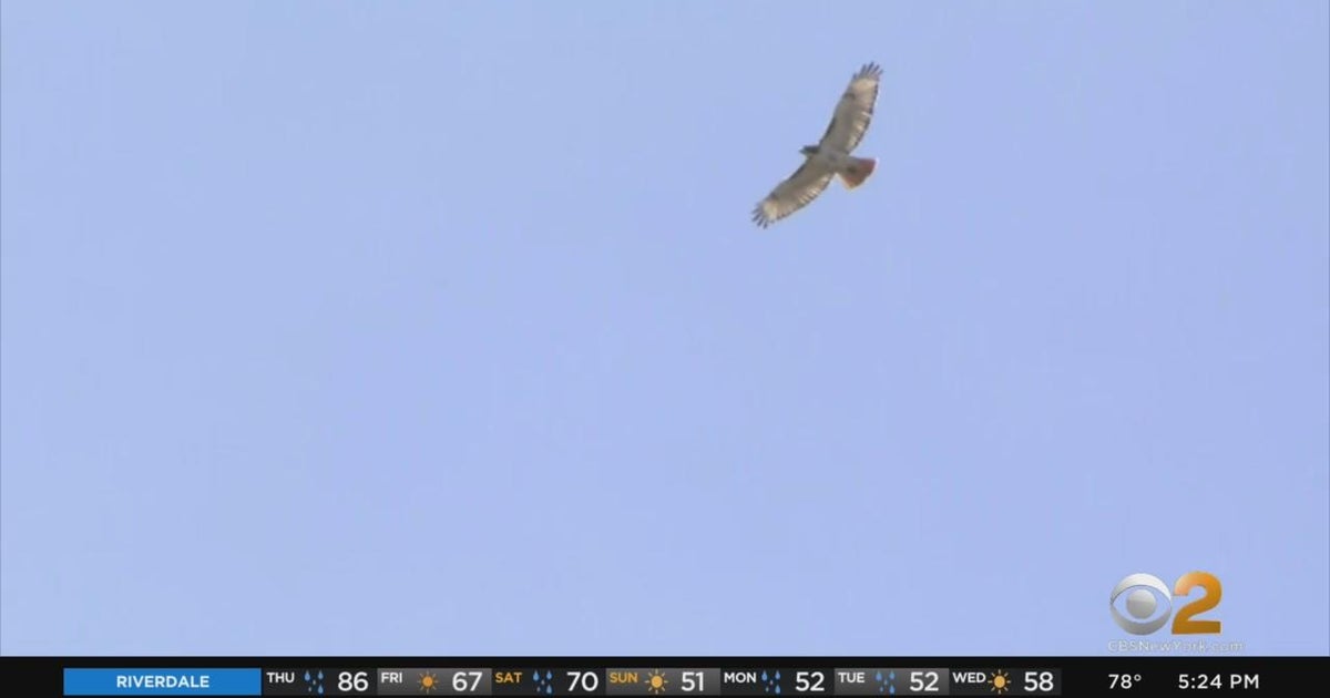 At least one hawk attacking Northport residents, officials say - CBS ...