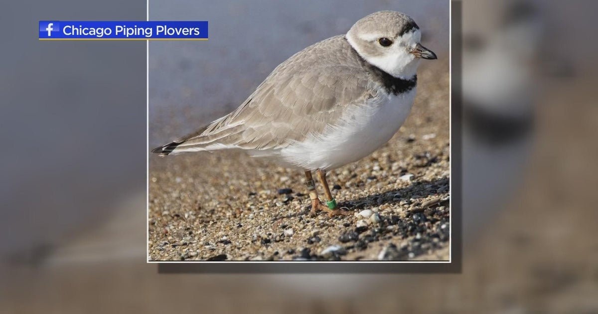 New Piping Plover spotted at Rainbow Beach - CBS Chicago