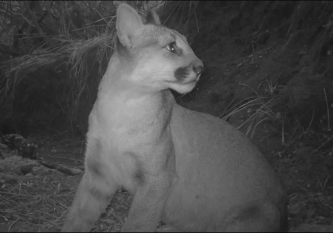 Mountain lion struck, killed on 405 freeway in Sepulveda Pass - CBS Los ...