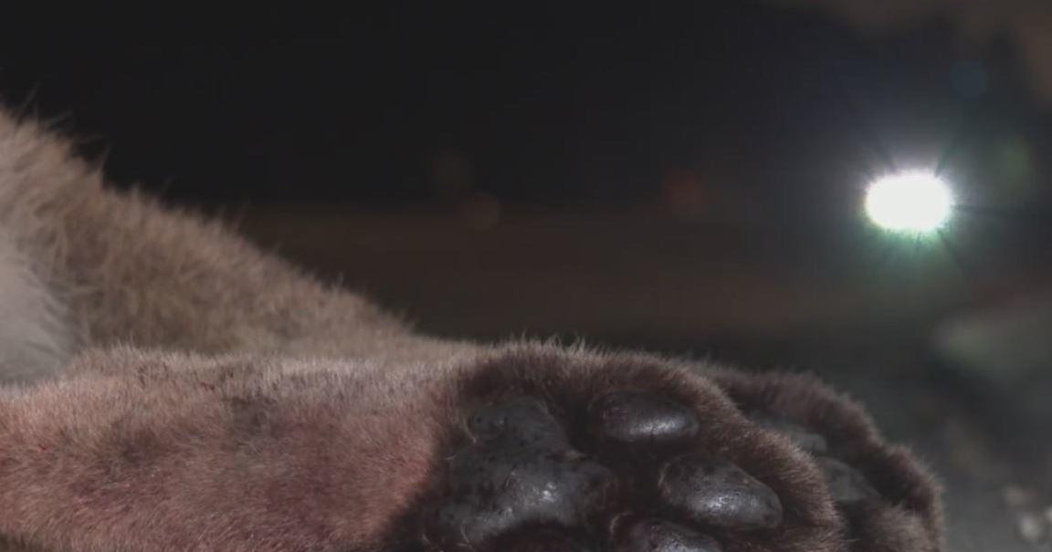 Mountain lion struck, killed on 405 freeway in Sepulveda Pass - CBS Los ...