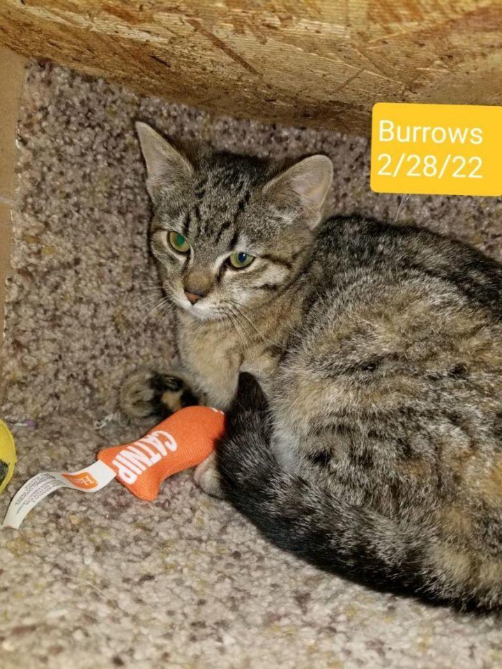 Furry Tails: Crystal And Burrows Are Waiting For Forever Homes - CBS ...