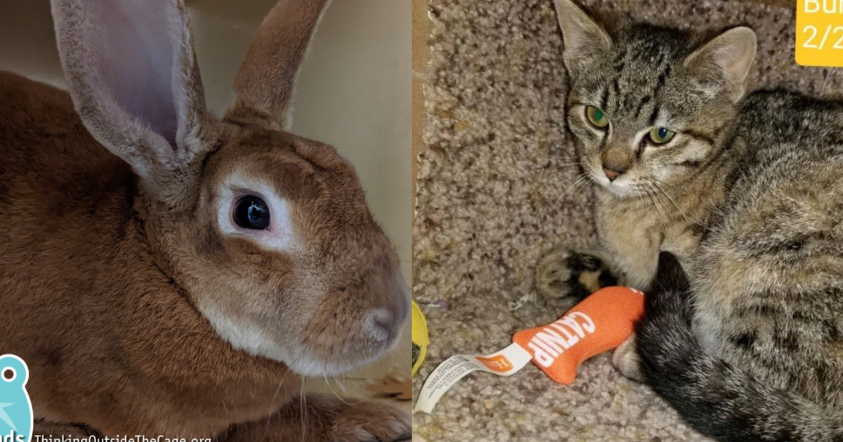 Furry Tails: Crystal And Burrows Are Waiting For Forever Homes - CBS ...