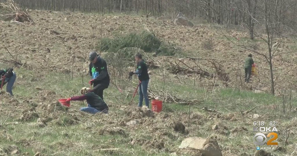 10-year reforestation project of Flight 93 National Memorial completed ...