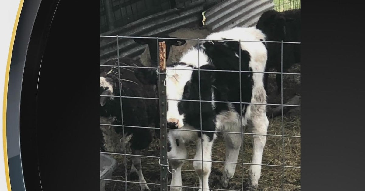 2 facing animal neglect charges after agents find malnourished farm ...