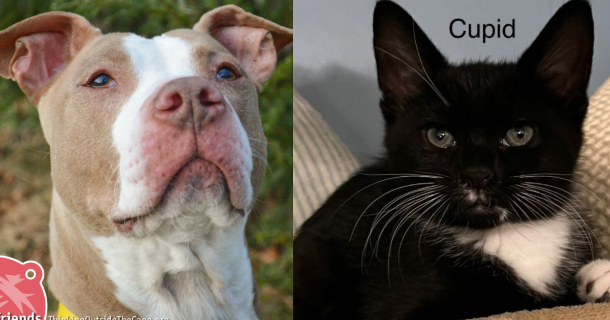 Furry Tails: Bagel And Cupid Are Waiting For Forever Homes - CBS Pittsburgh