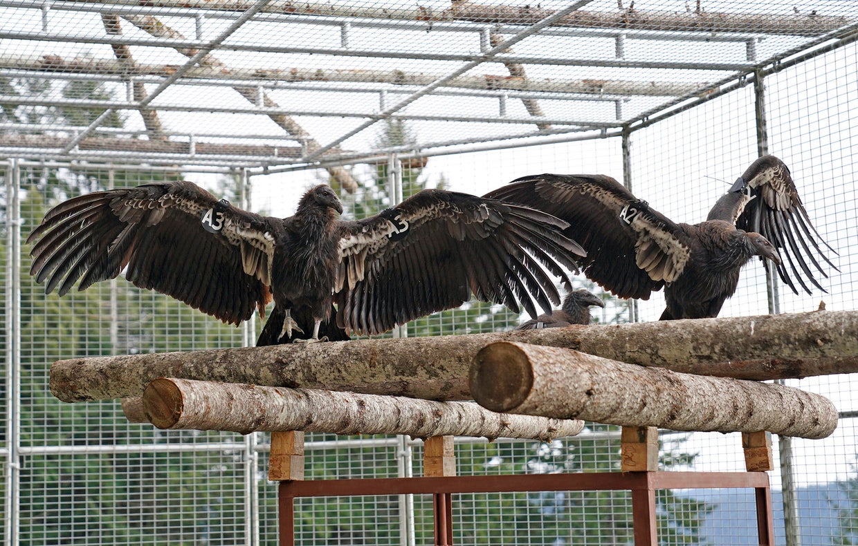 California condors return to skies over northern coast redwoods for ...